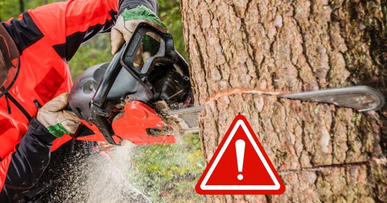 Român mort strivit în Spania , un copac a căzut peste el